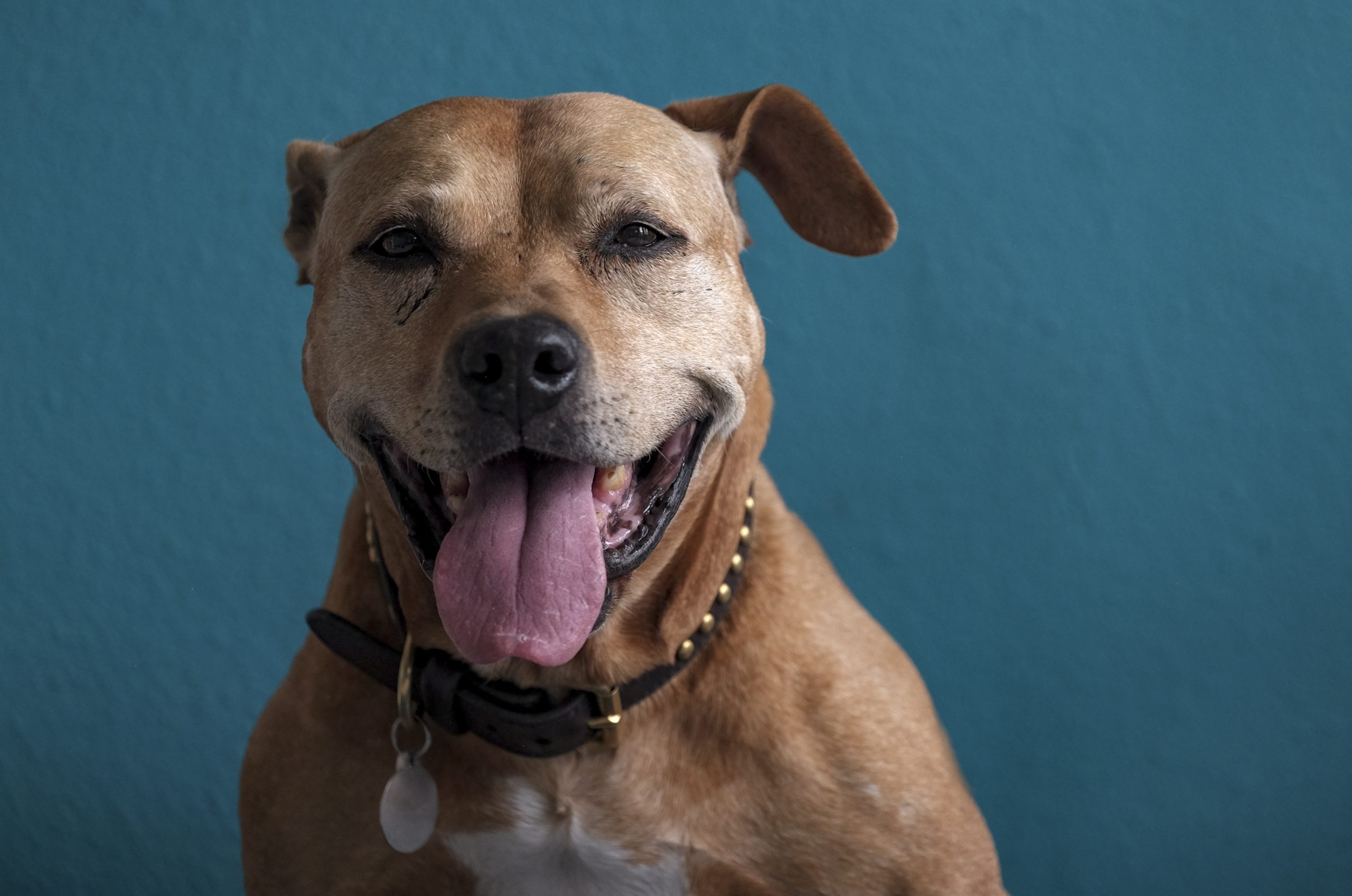 What Happened to Michael Vick's Dogs After His Arrest? - Sportscasting ...